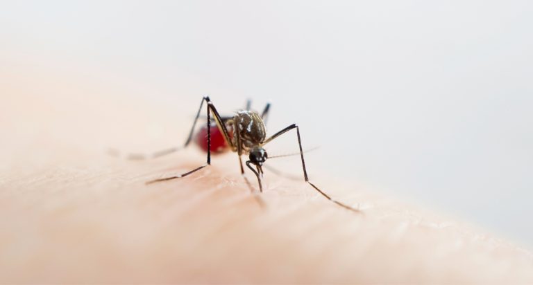 Dengue Fever - Bangkok Hospital Pattaya